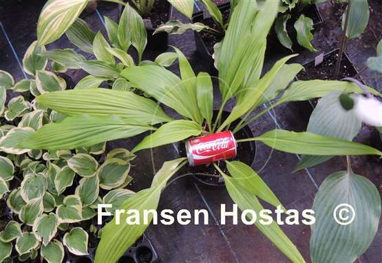 Hosta Chris' A lalalala long - Fransen Hostas Hosta Chris' A lalalala long - Fransen Hostas